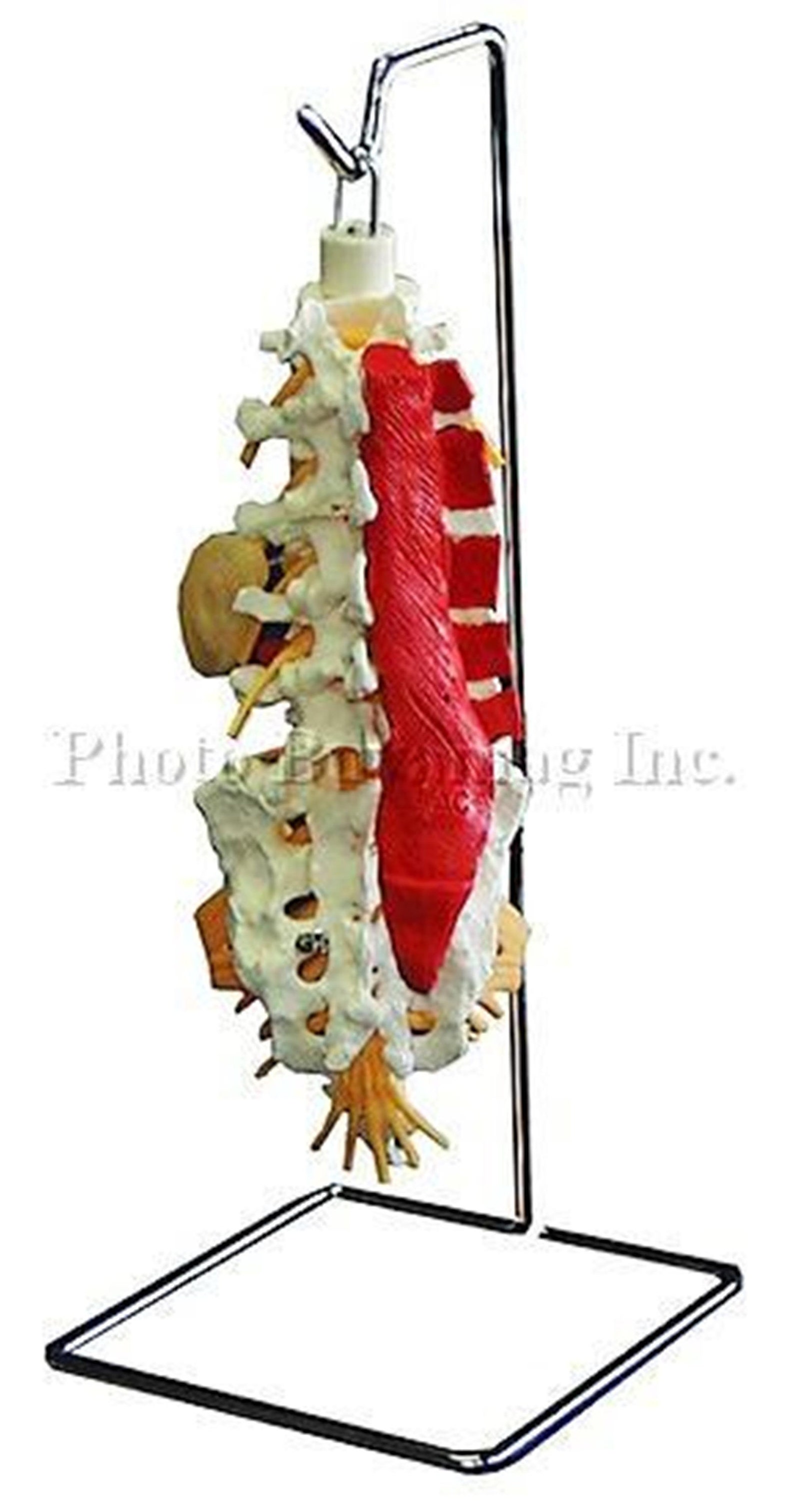 Human Lumbar Vertebrae Spine Model Muscles Nerves Sacrum, Coccyx on ...