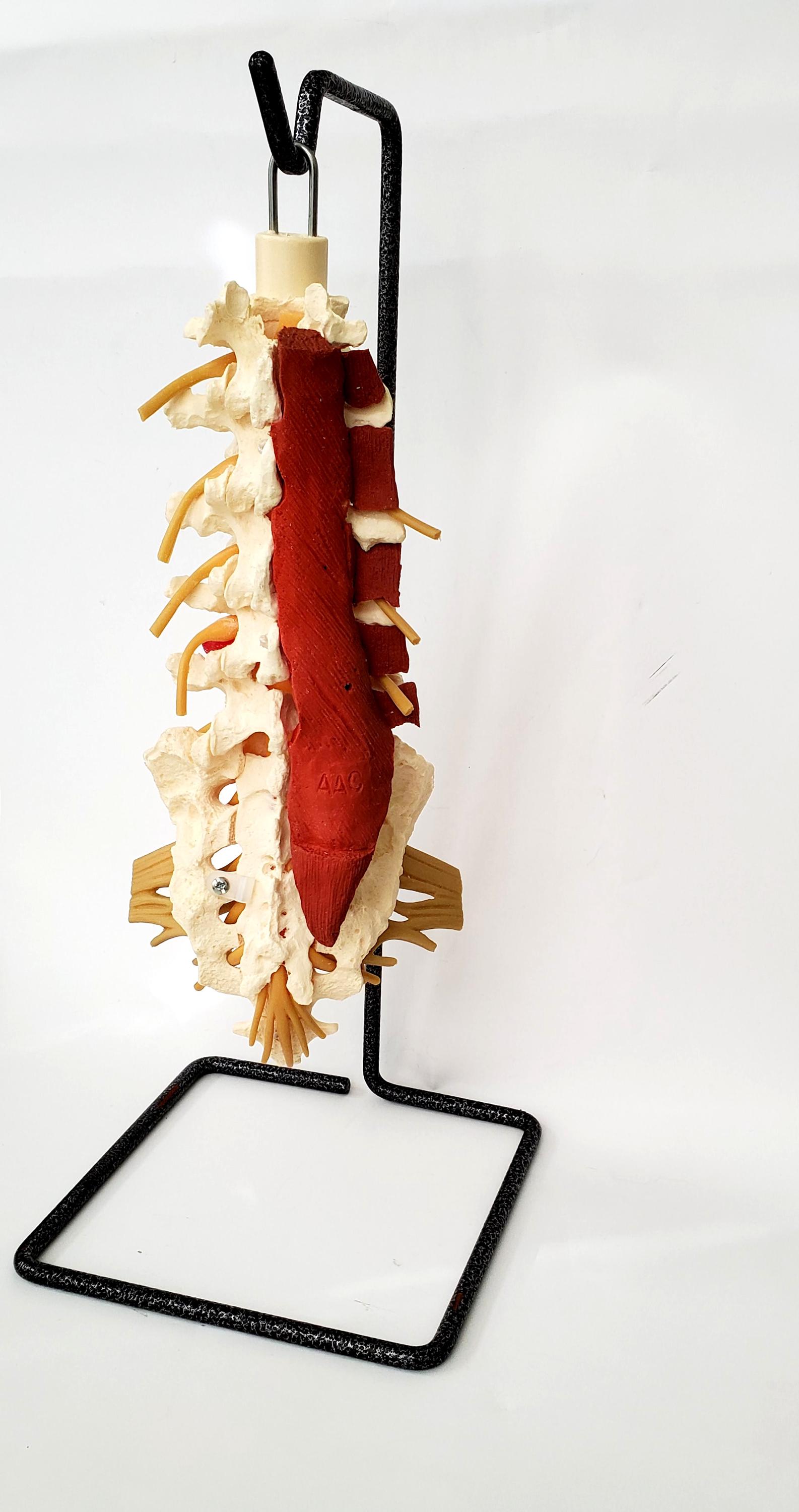 Human Lumbar Vertebrae Spine Model Muscles Nerves Sacrum, Coccyx on ...