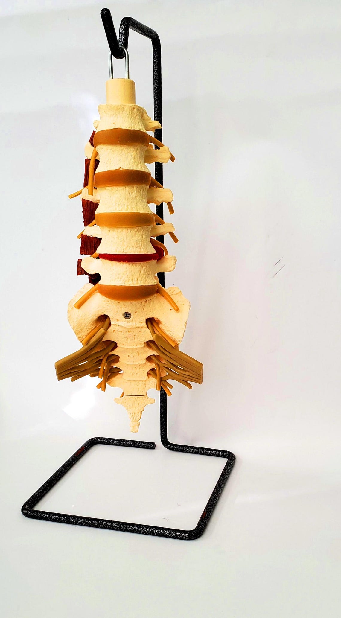 Human Lumbar Vertebrae Spine Model Muscles Nerves Sacrum, Coccyx on ...
