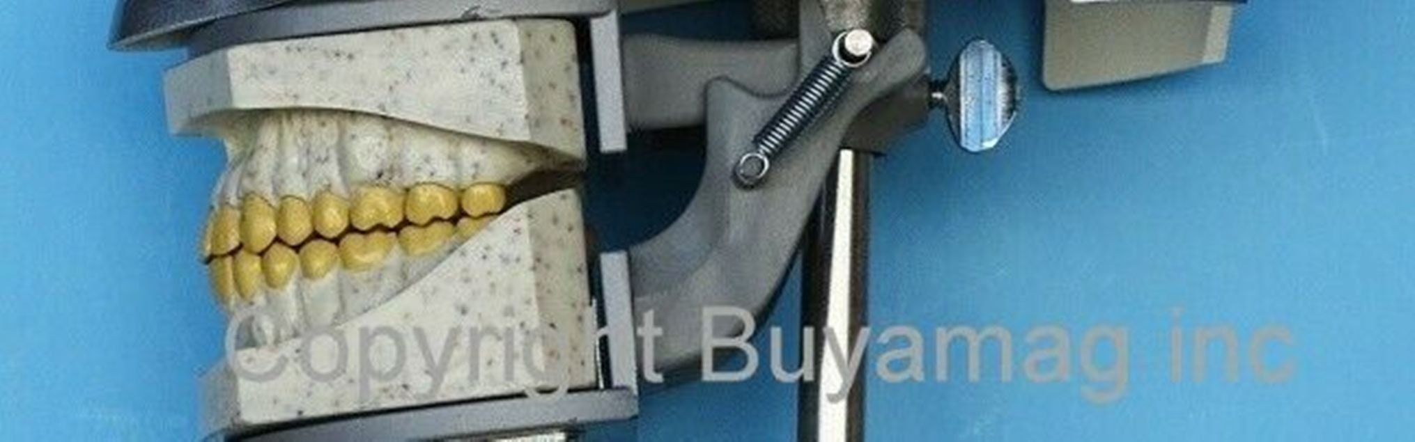 Dental Teeth X-ray Education Model Manikin Simulator Radiopaque ...