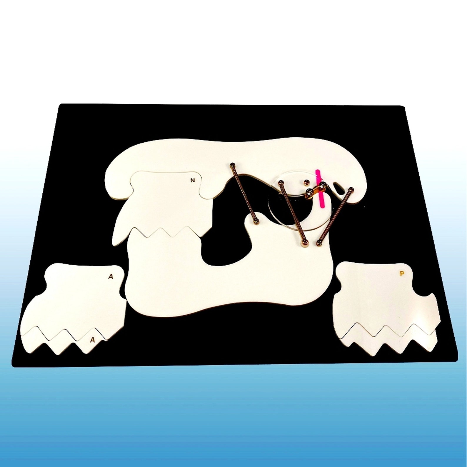 Dental TMJ Dysfunction Disorder Syndrome Education Board Model ...