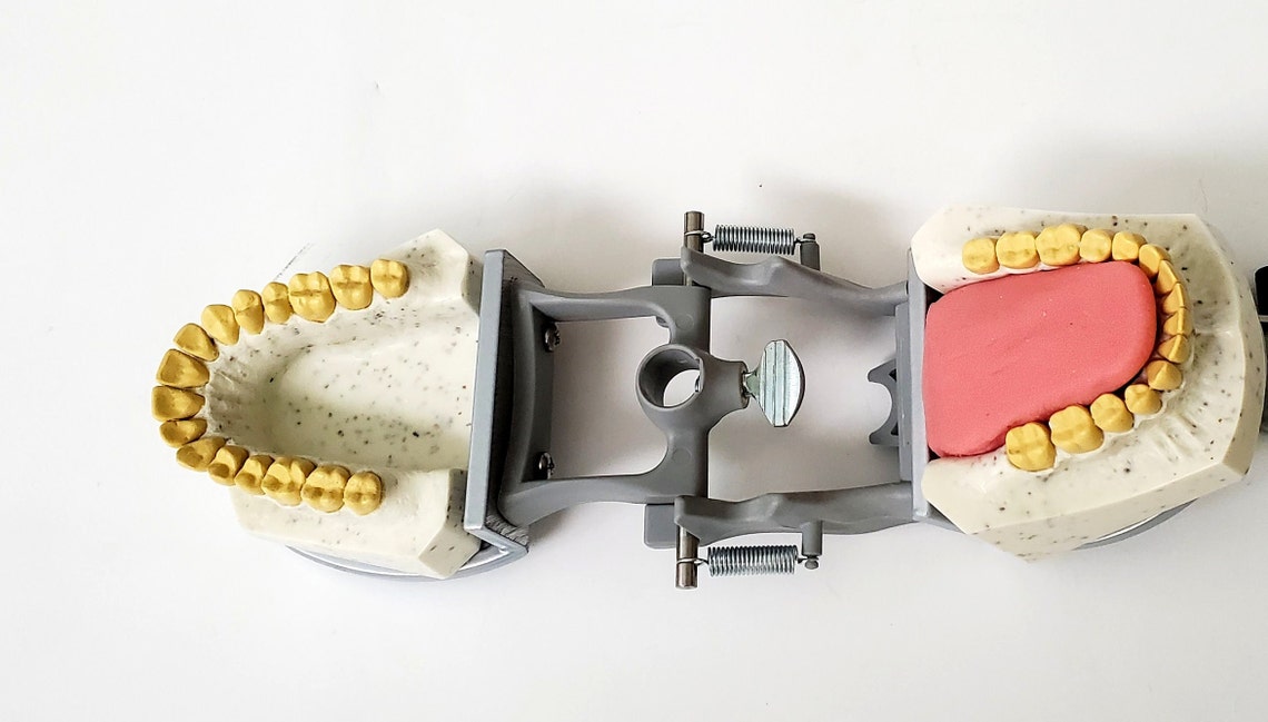 Dental Teeth X-ray Education Model Manikin Simulator Radiopaque ...