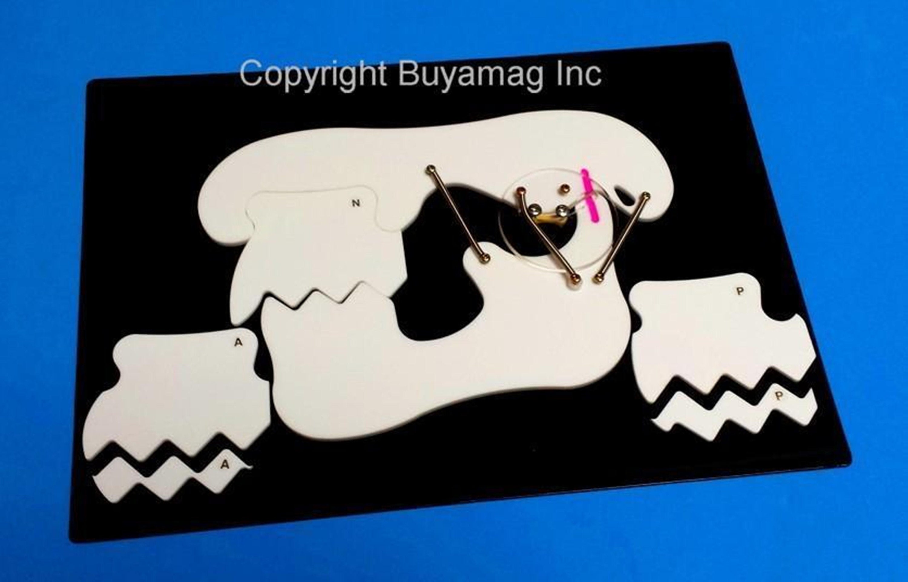 Dental TMJ Dysfunction Disorder Syndrome Education Board Model ...