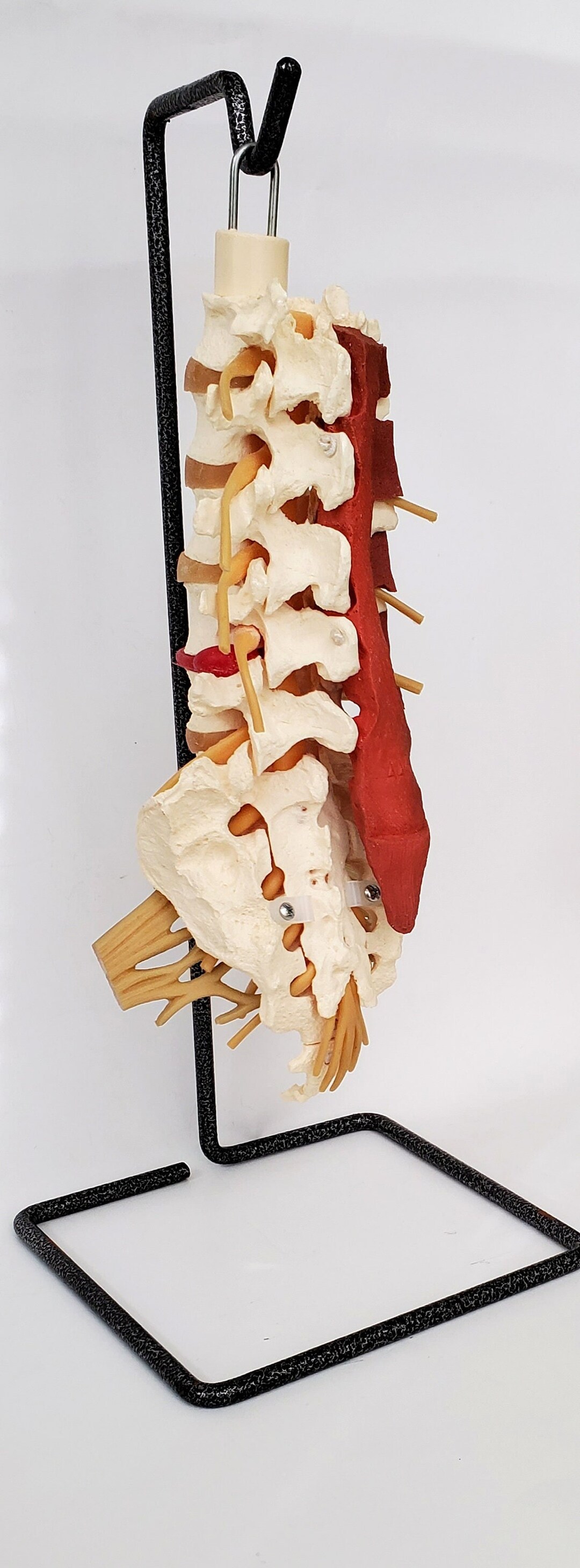 Human Lumbar Vertebrae Spine Model Muscles Nerves Sacrum, Coccyx on ...