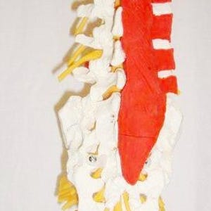Human Lumbar Vertebrae Spine Model Muscles Nerves Sacrum, Coccyx on ...