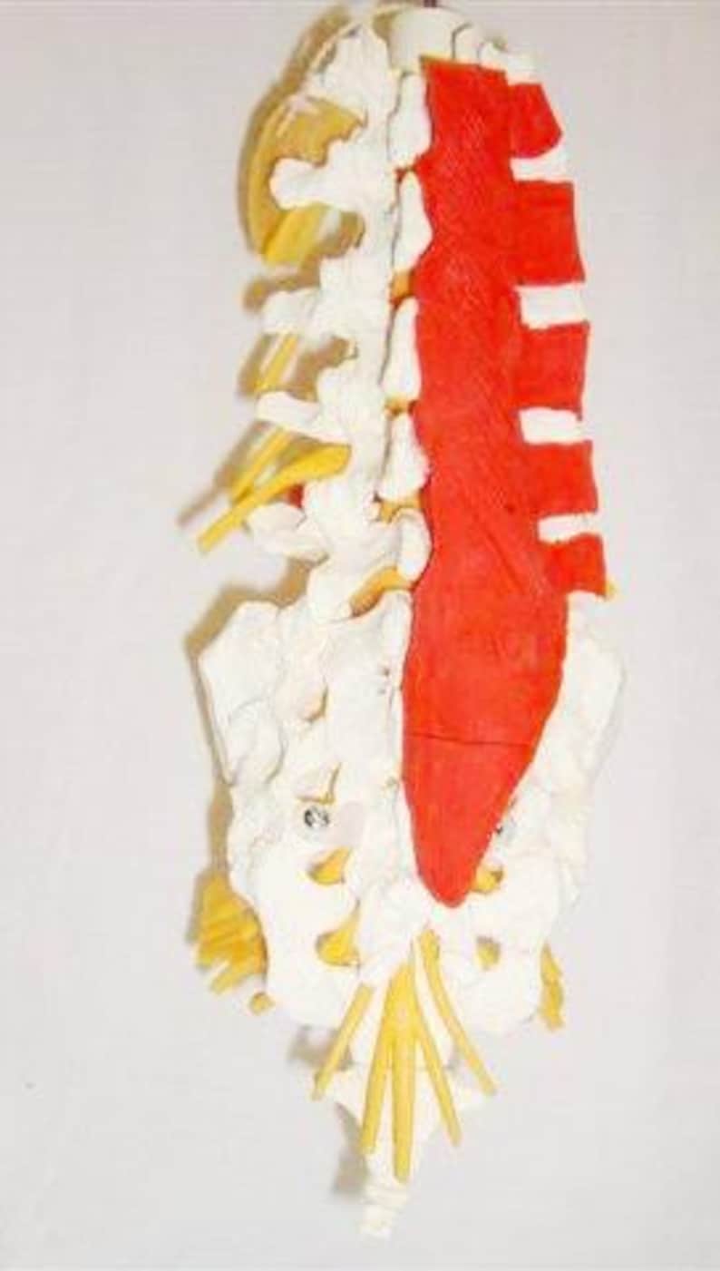 Human Lumbar Vertebrae Spine Model Muscles Nerves Sacrum, Coccyx on ...