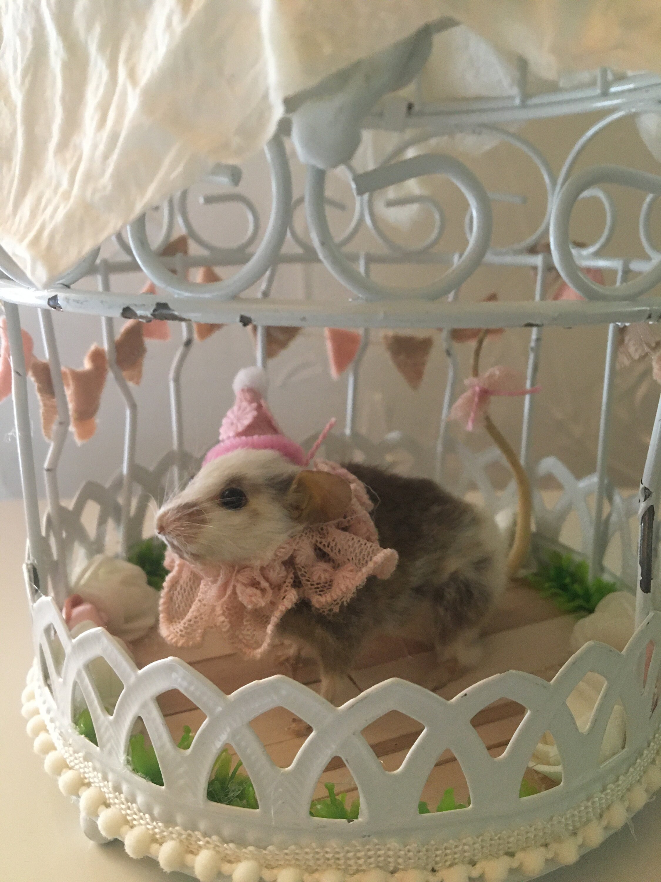 Taxidermy Mouse Clown Costume Taxidermy Clown Mouse - Etsy