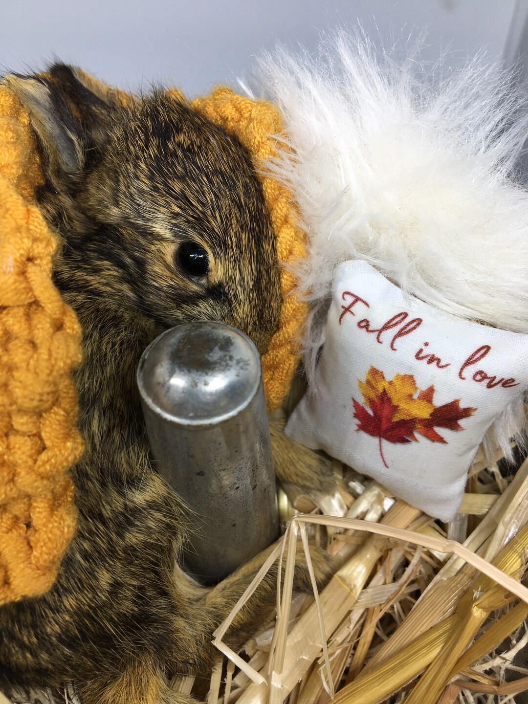 Taxidermy Rabbit Taxidermy Bunny Taxidermy Baby - Etsy