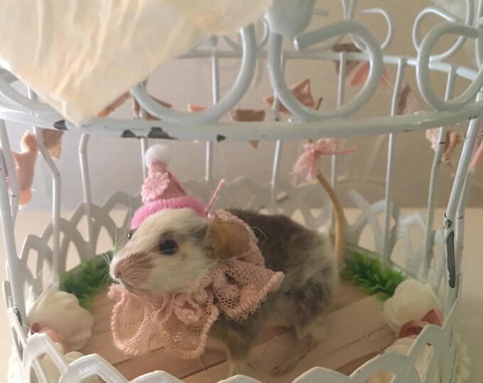 Taxidermy Mouse, Clown Costume, Taxidermy Clown Mouse, Tierpräparat ...