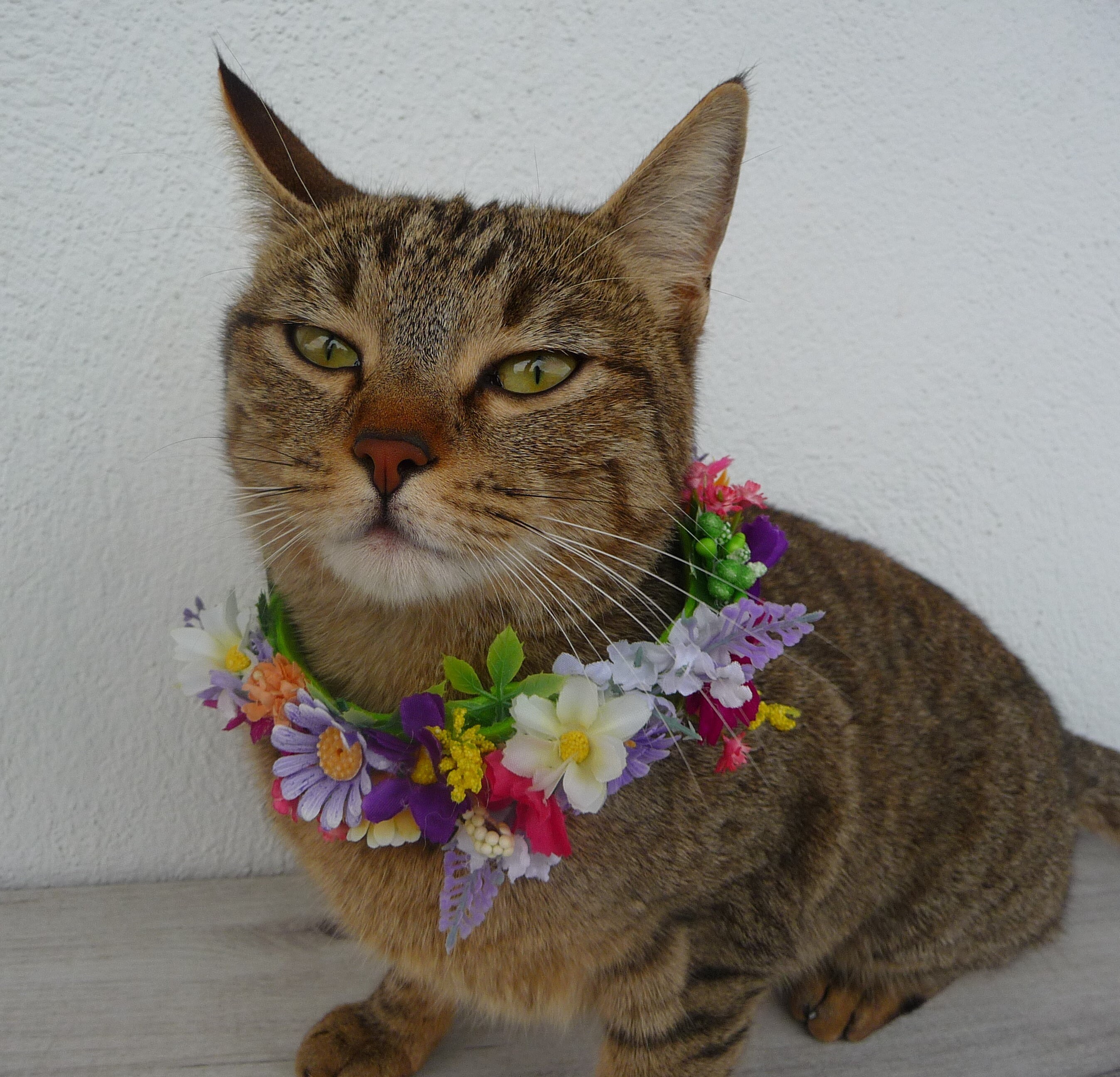 Pet Collar, Cat Floral Collar, Kitty Flower Crown Collar, Pet Flower ...