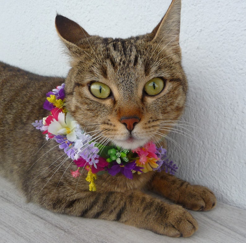 Pet Collar, Cat Floral Collar, Kitty Flower Crown Collar, Pet Flower ...