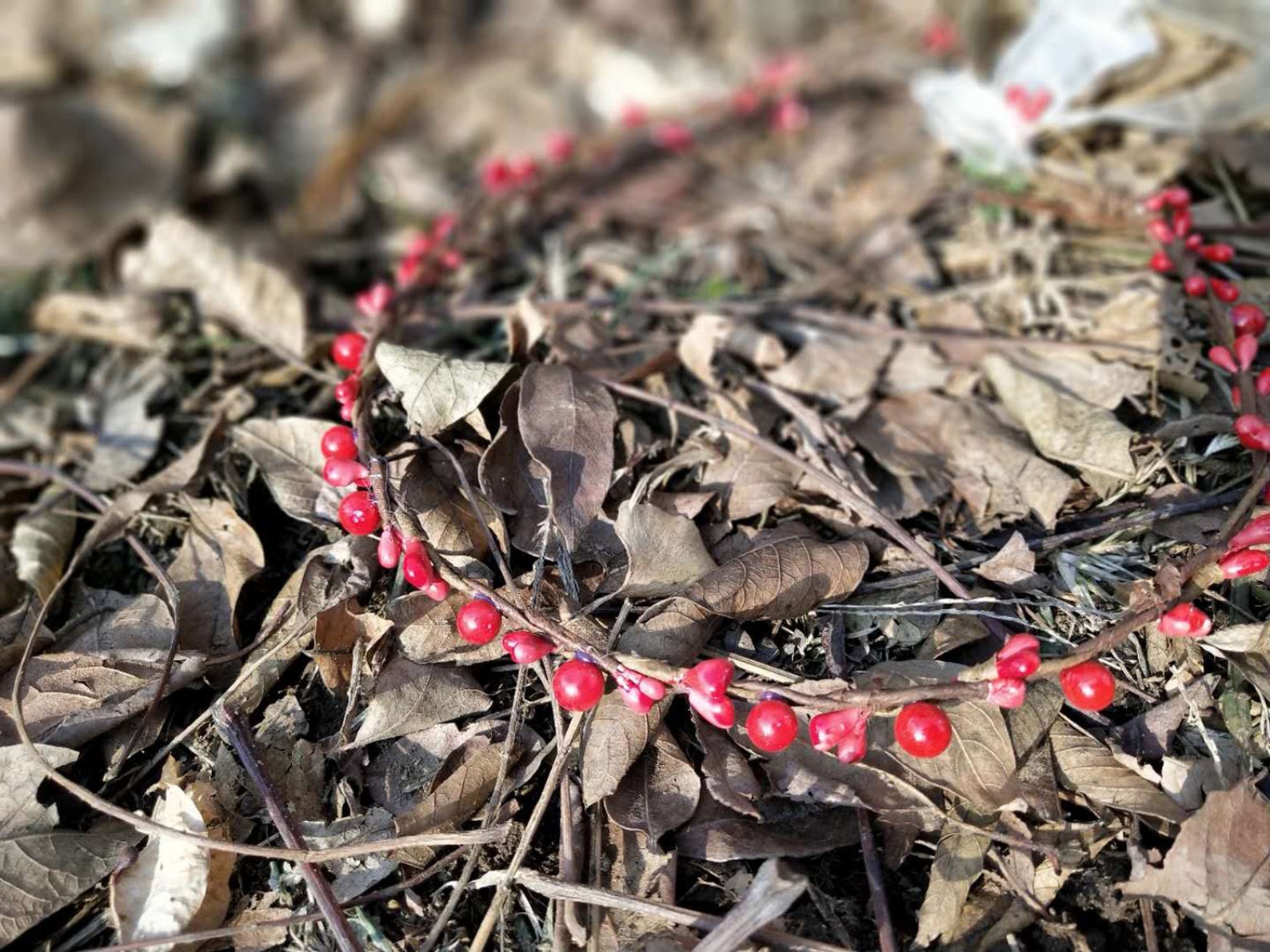 Flower Crown.red Berry Floral Crown.bridal Headpiece.flower | Etsy