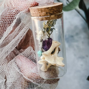 Lizard Vertebrae, Lizard in Vial Curiosity Oddity Natural History Real ...