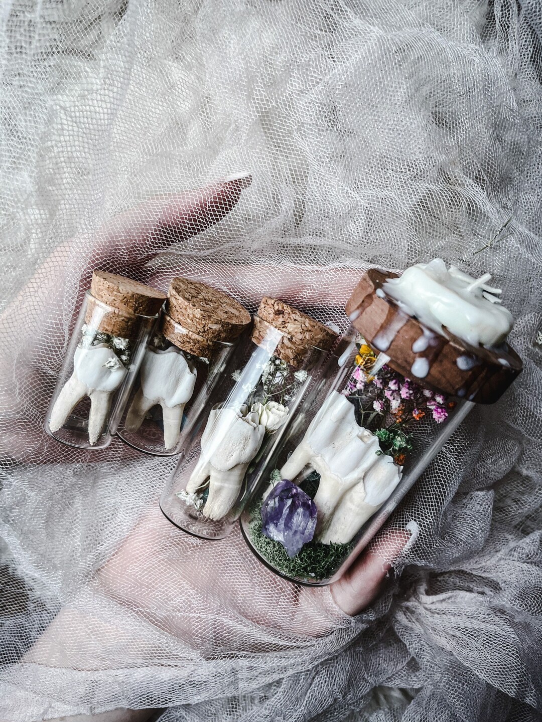 Wild Boar Molar in Glass Vial, Real Boar Tooth, Natural History ...