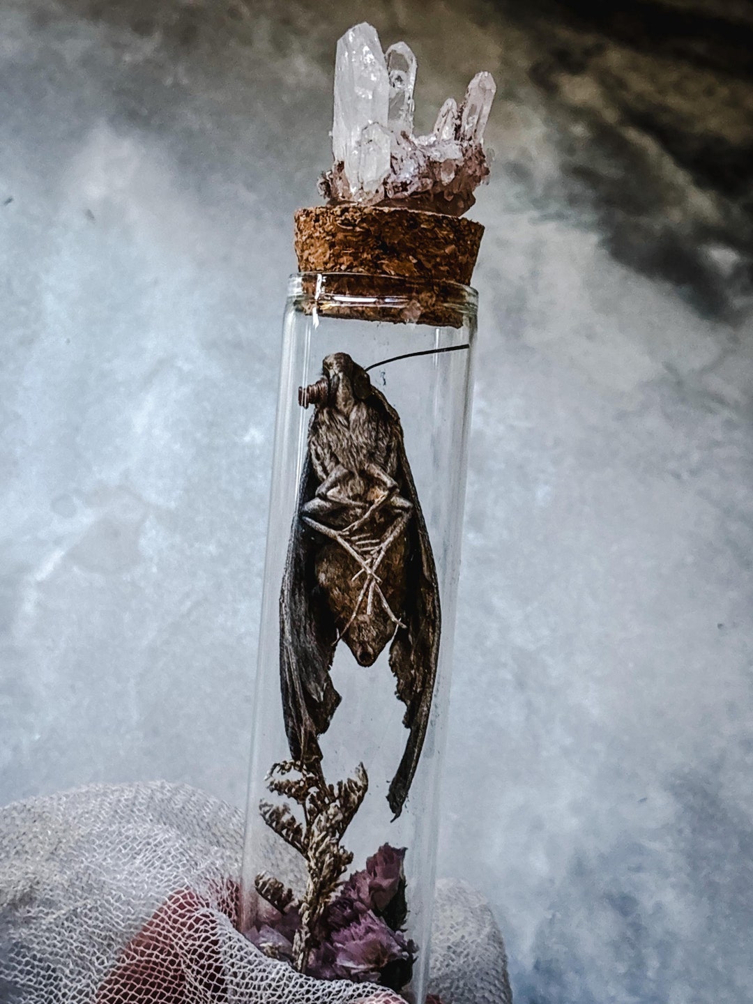 RESERVED Huge Rustic Sphinx Moth in Vial, Rare Pink Lemurian Quartz ...