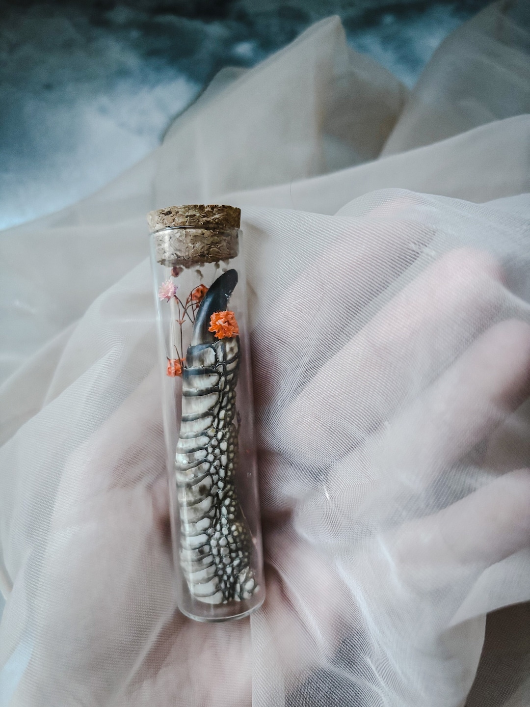 Wild Turkey Talon in Glass Vial Curiosity Oddity Natural - Etsy