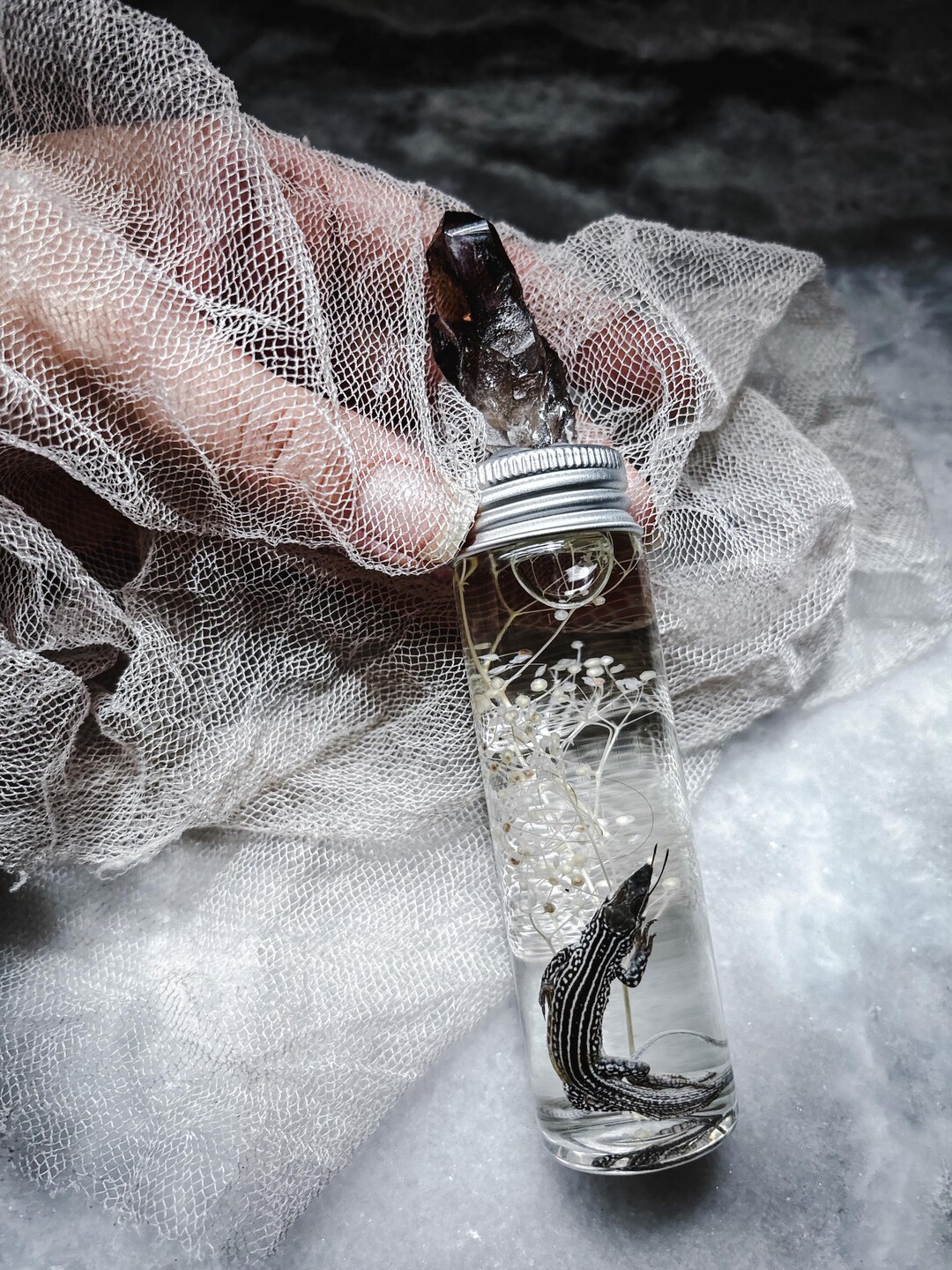 AZ Lizard Wet Specimen in Vial Natural History Curiosities Cabinet ...