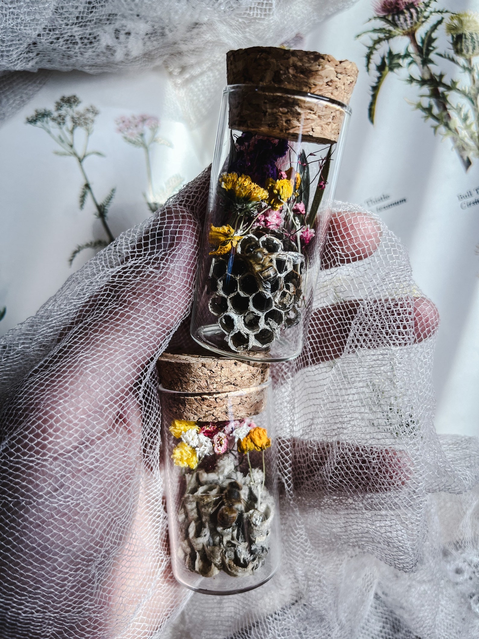 Honey Bee & Comb Honey Bee in Glass Vial Curiosity Oddity - Etsy