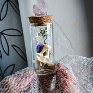 Lizard Vertebrae, Lizard in Vial Curiosity Oddity Natural History Real ...