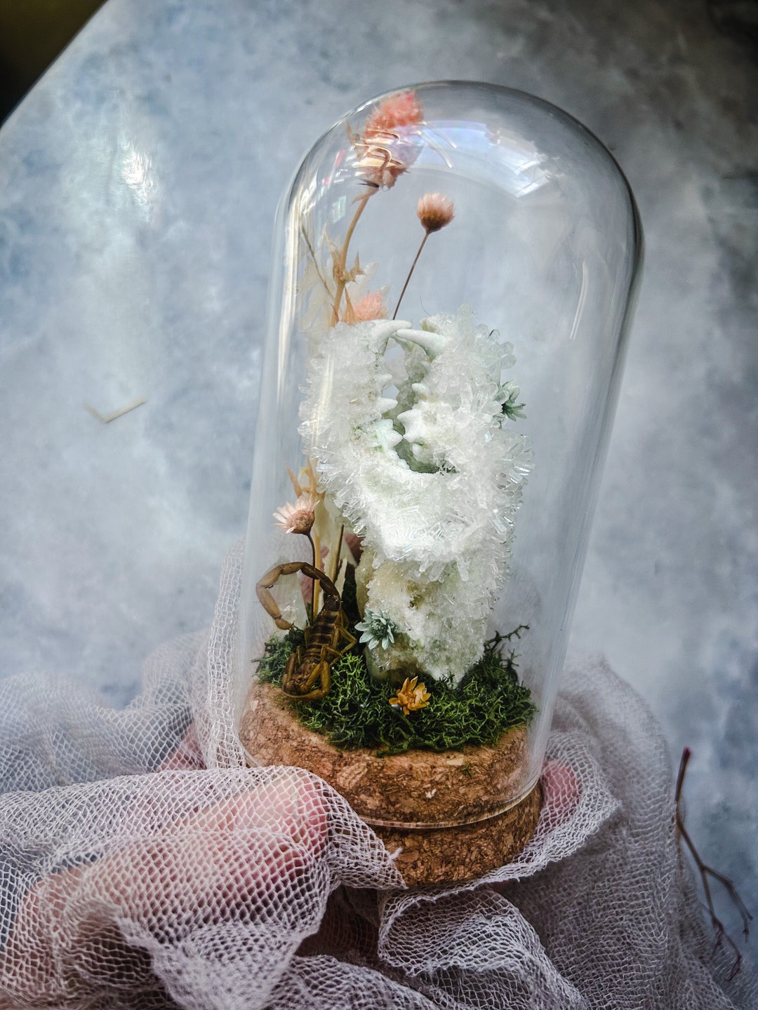 Crystallized A Mink Skull in Glass Dome, Curiosity Vial Hedge Witch ...