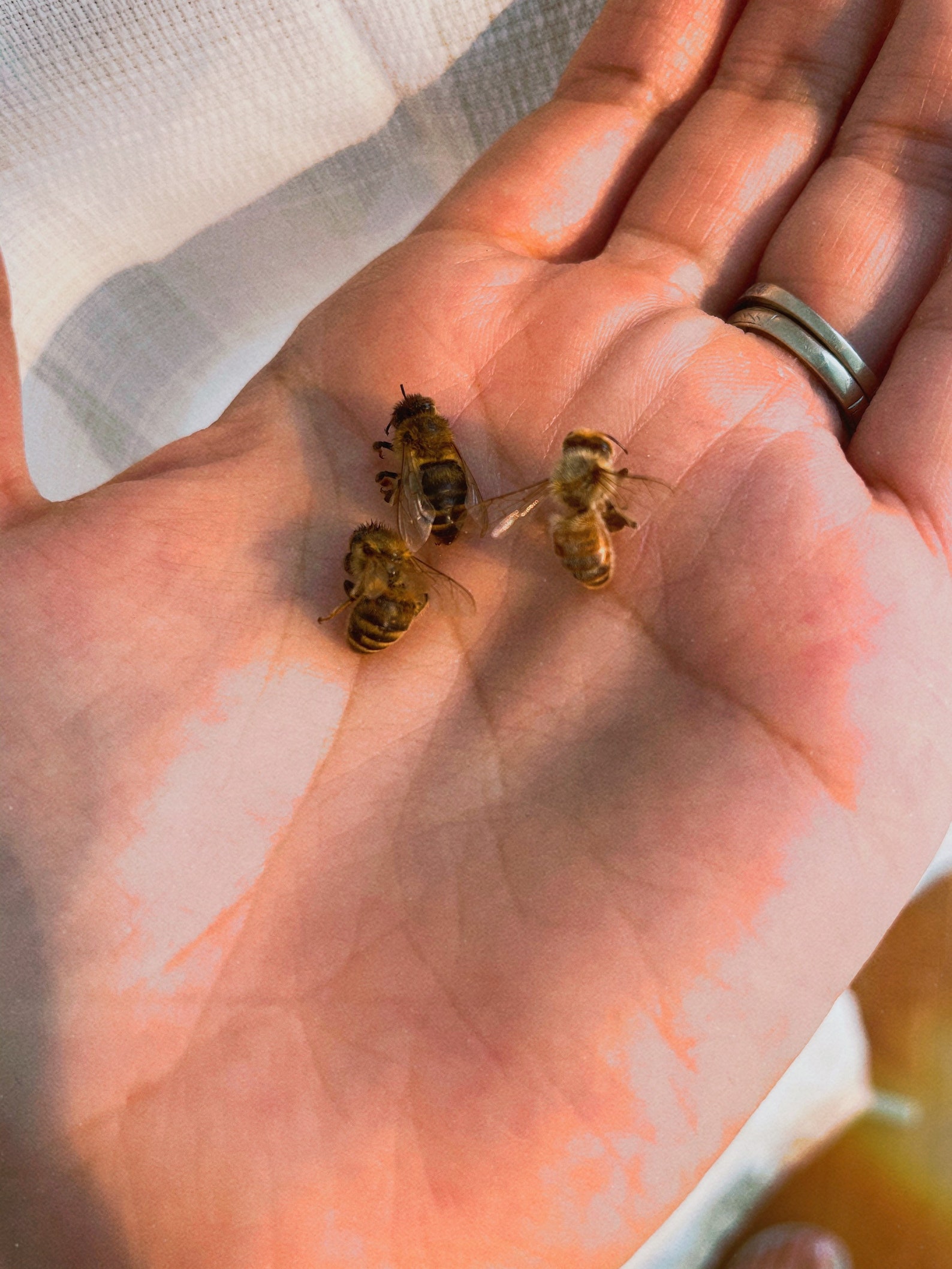 Honey Bee & Comb Honey Bee in Glass Vial Curiosity Oddity - Etsy