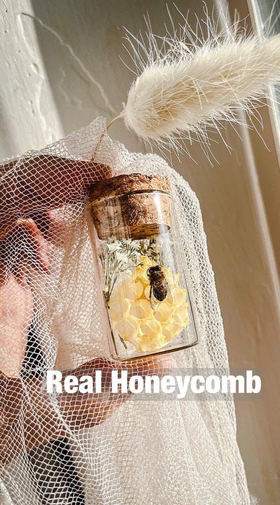 Honey Bee & Comb Honey Bee in Glass Vial Curiosity Oddity | Etsy