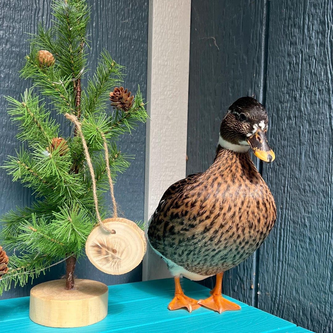 Feather Wood Slice Ornament With Real Duck Feather - Etsy