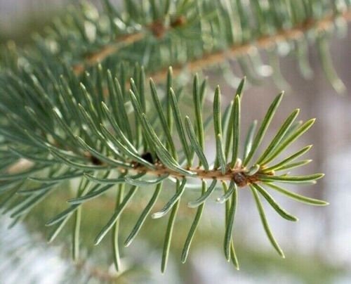 Grand Fir Needles - Etsy