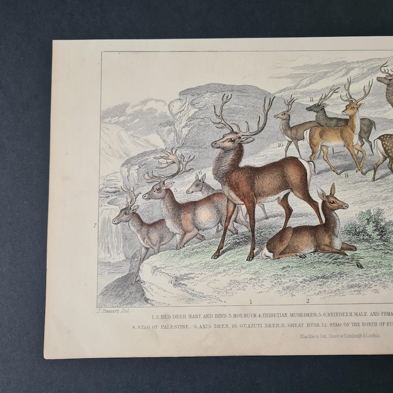 Genuine Antique Natural History Red Deer Hand Coloured Print Circa ...