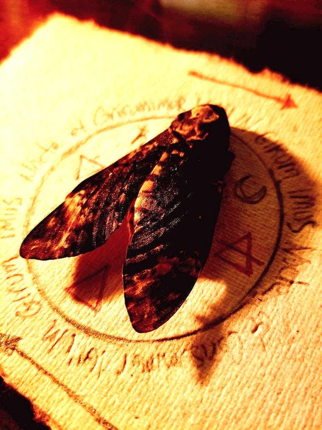 Moth Familiar, Bog Oak Wand Spell - Etsy