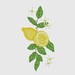 Lemon Tree, Machine Embroidery Design, 4 Sizes - Etsy