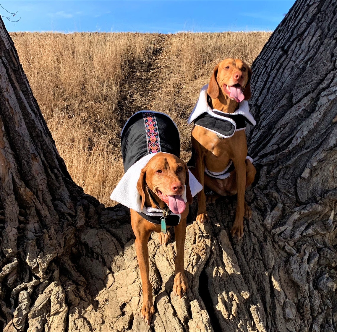 Sundance Shearling Dog Jacket - so Boho Chic in Black! - Etsy