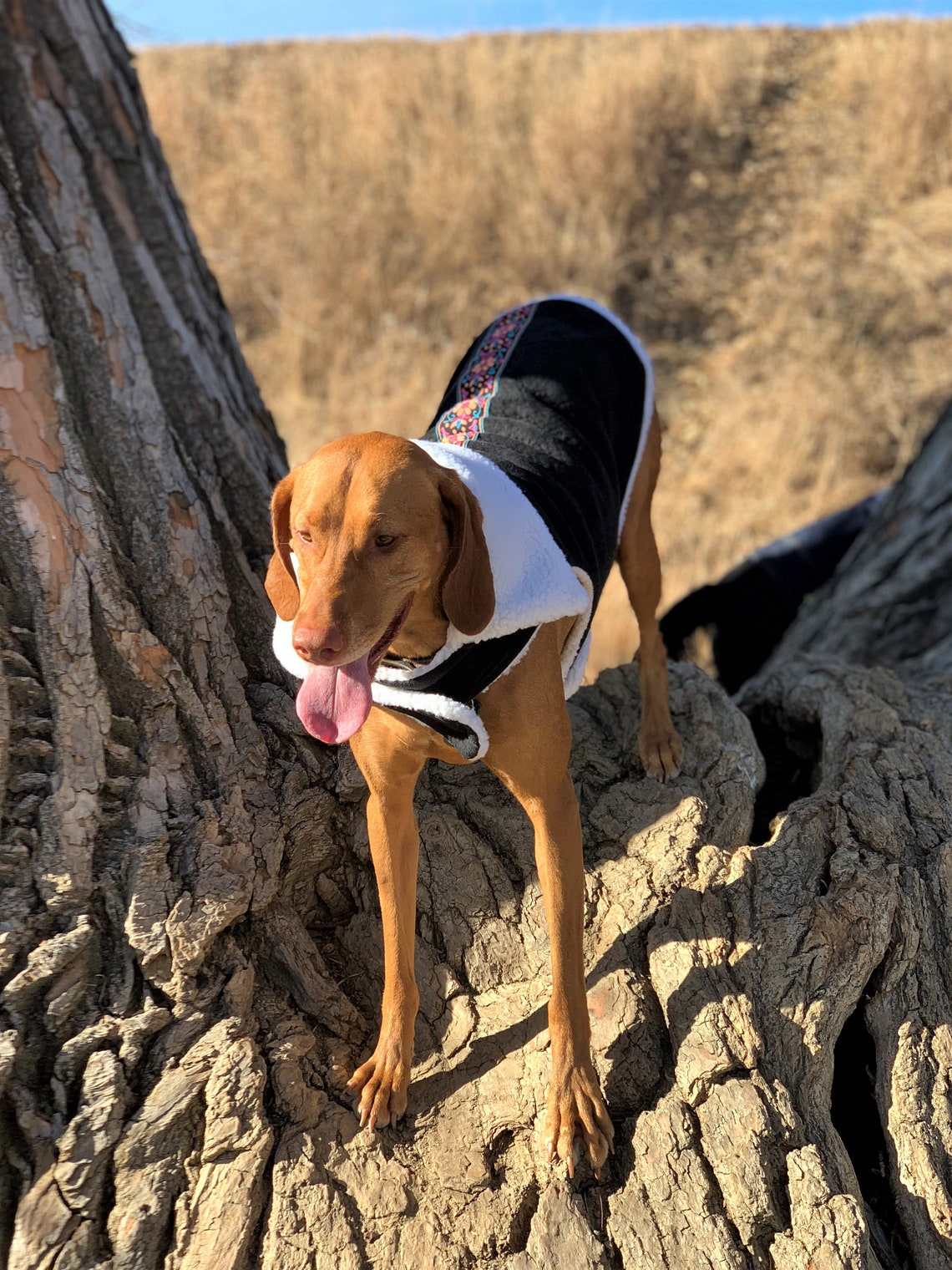 Sundance Shearling Dog Jacket - so Boho Chic in Black! - Etsy