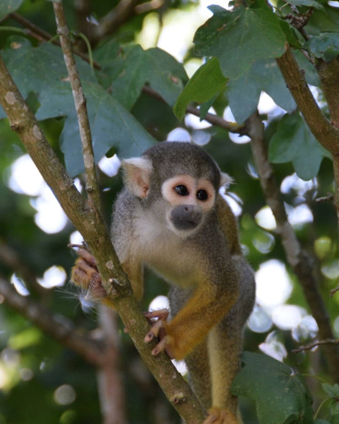 The Pygmy - Etsy Canada