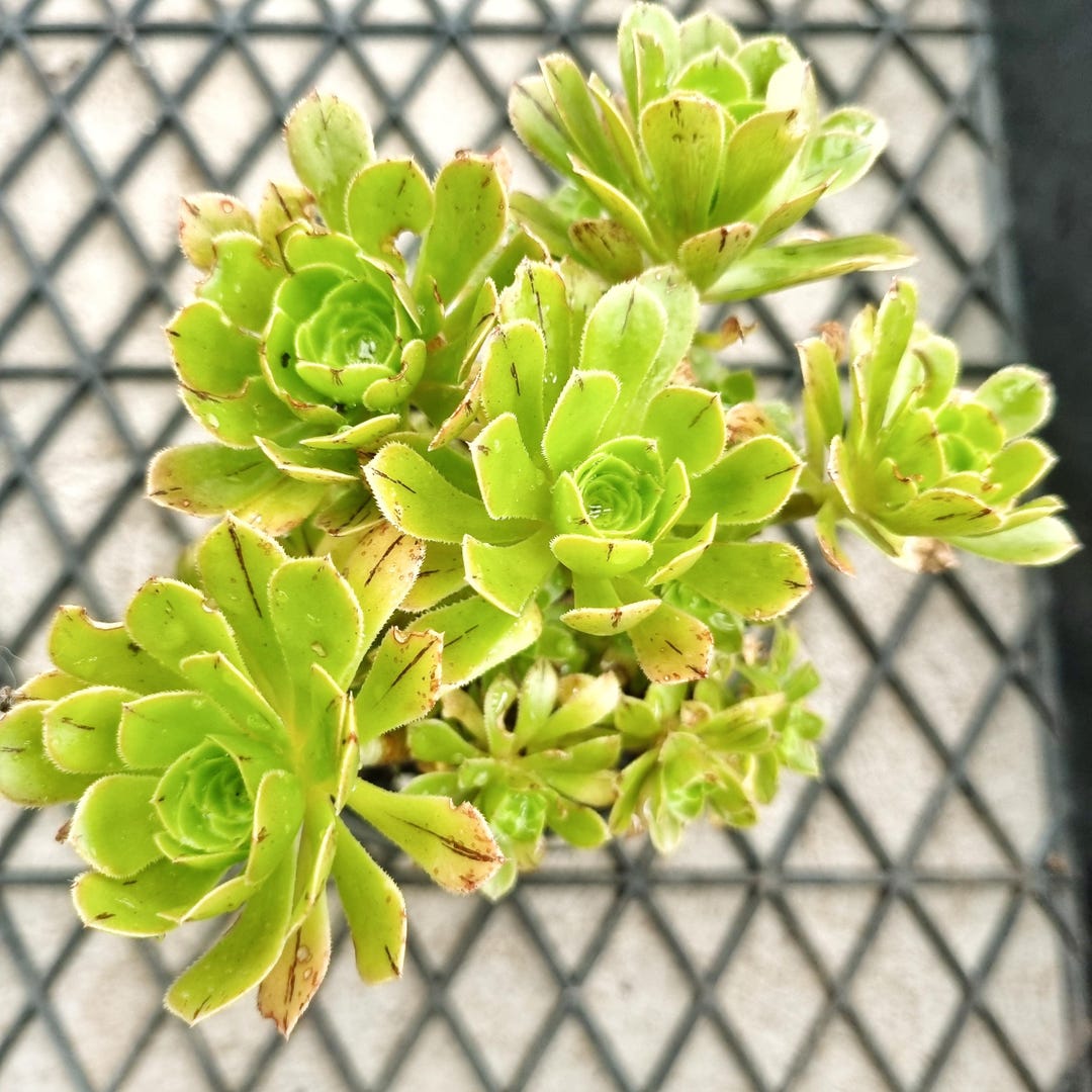 Aeonium Arboretum With Multiple Heads - 9.5cm Pot - Etsy Australia