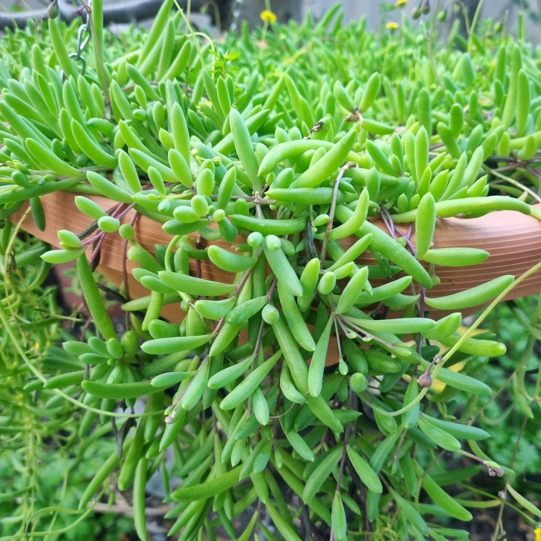 Othonna Capensis "little Pickles" Cuttings - 12-15cm Long - Etsy Australia