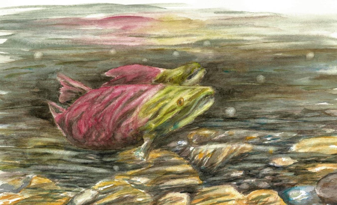 Watercolor of Spawning Salmon - Etsy