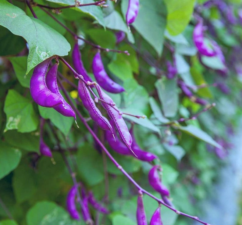 Hyacinth Bean Seeds - Purple/ruby-red Flowering Vine - Etsy