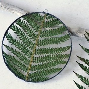 Pressed Fern Frame Fern in Round Frame Green Fern in Glass | Etsy