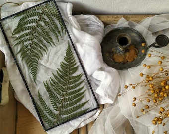 Ferns - Etsy