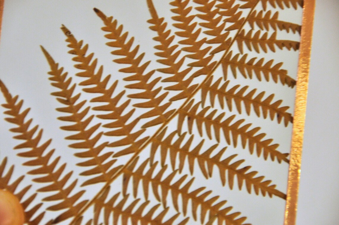 Pressed Fern Frame Fern Plant Art Autumn Fern Golden Golden | Etsy