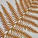 Pressed Fern Frame Fern Plant Art Autumn Fern Golden Golden - Etsy