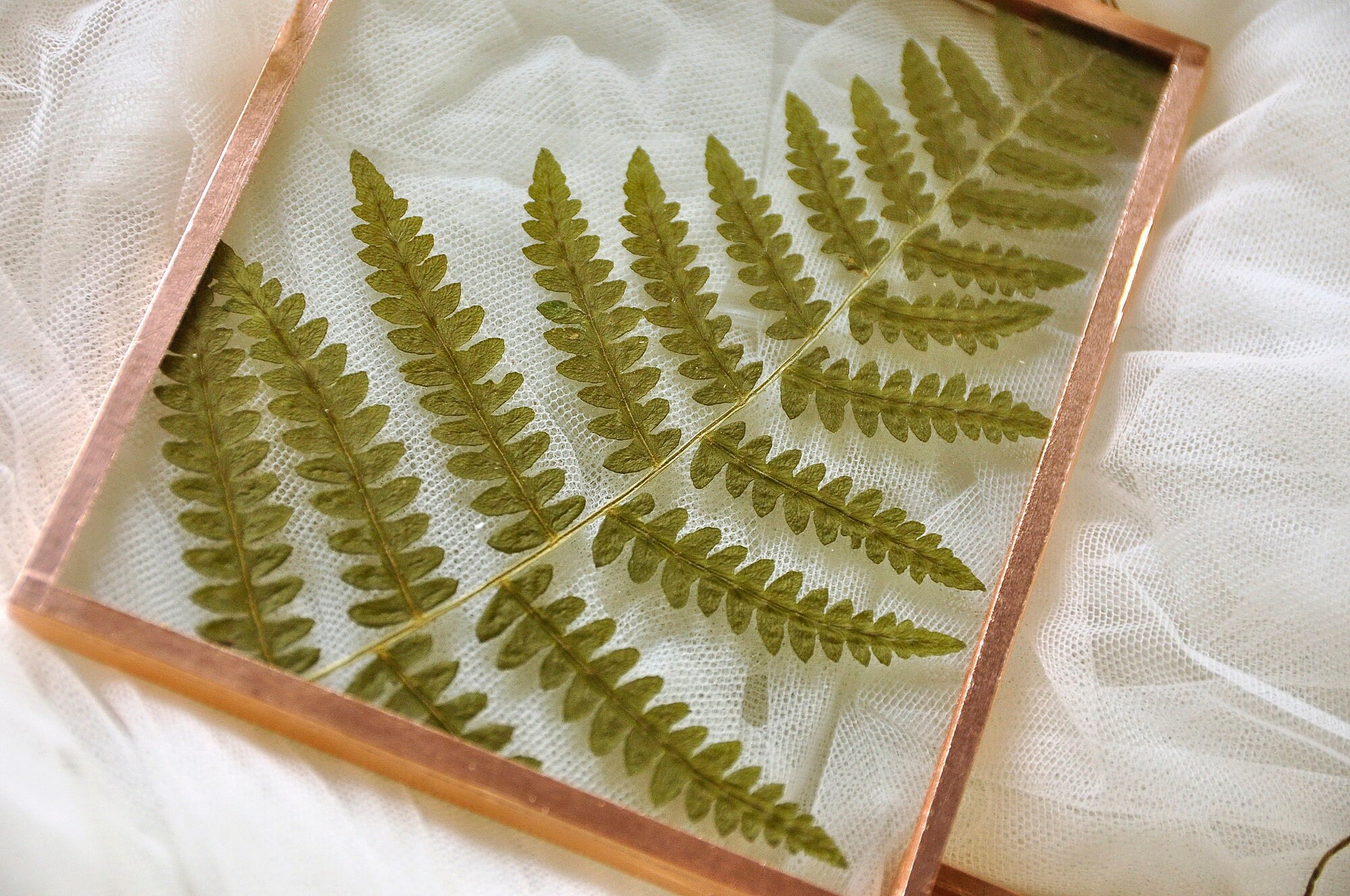 Pressed Fern Frame. Fern Art. Glass Frame. Copper Taped Frame ...