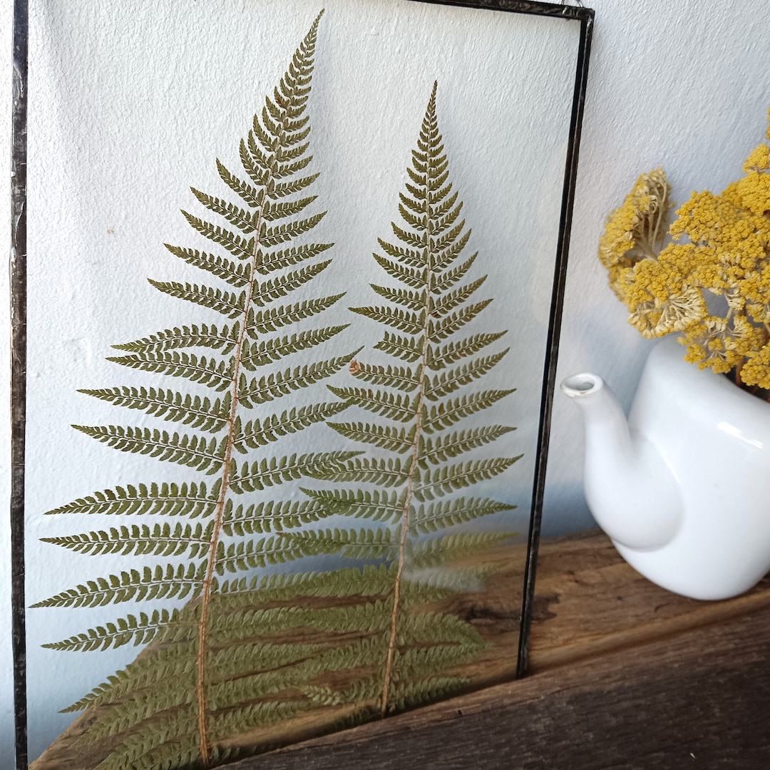 Pressed Fern Frame, Two Fern Frame, Grounding Fern, Grounding Plant ...