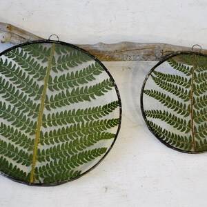 Pressed Fern Frame Fern in Round Frame Green Fern in Glass | Etsy