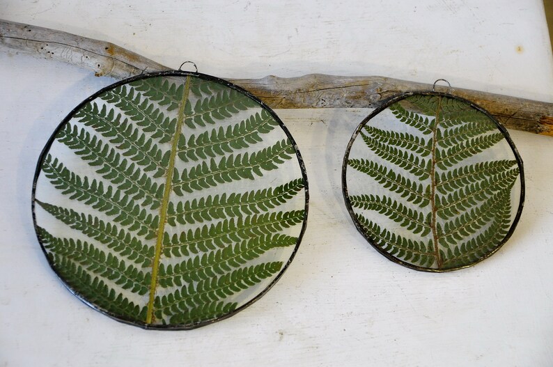 Pressed Fern Frame Fern in Round Frame Green Fern in Glass | Etsy