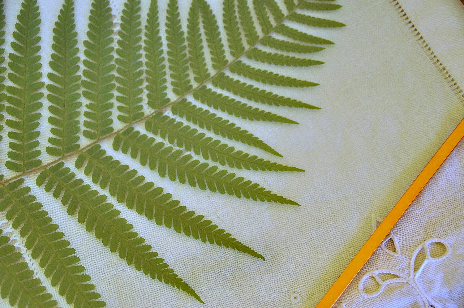 Pressed Fern in Glass. Copper Frame. Fern Frame. Minimalism. - Etsy ...