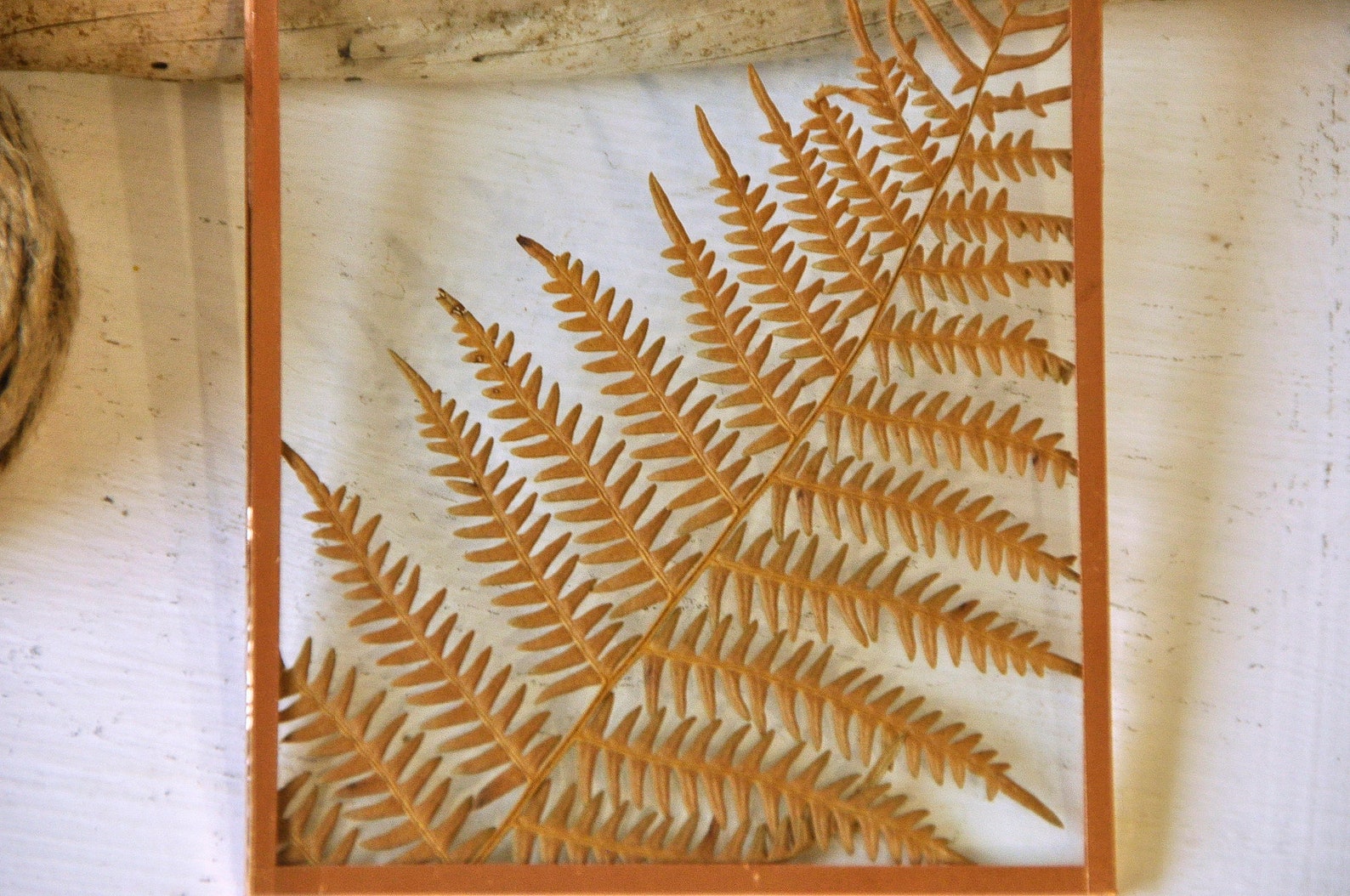 Pressed Fern Frame Fern Plant Art Autumn Fern Golden Golden | Etsy