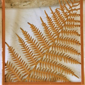 Pressed Fern Frame, Fern Plant Art, Autumn Fern Golden, Golden Brown ...