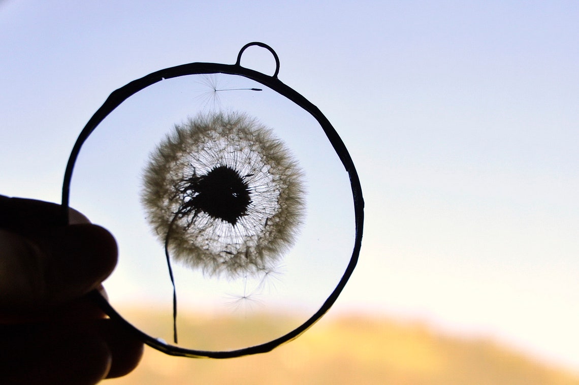 Pressed Dandelion Frame Round Dandelion Frame Make a Wish - Etsy